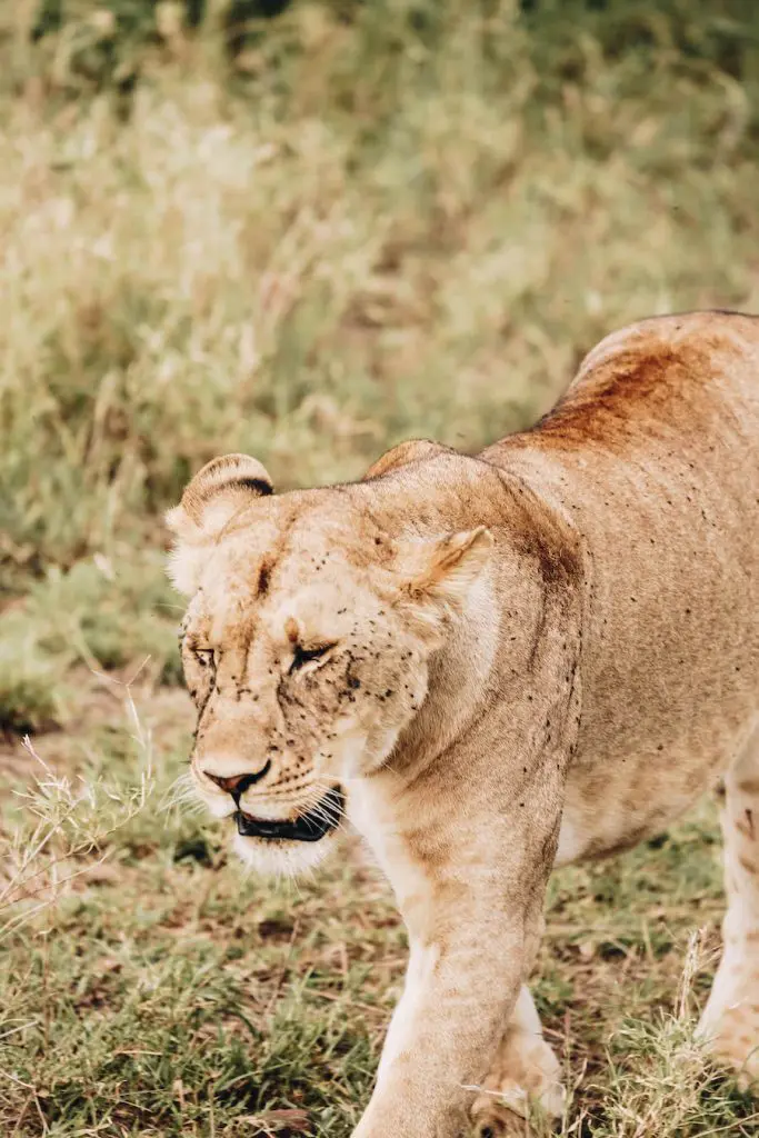 Safari Animal Bucket List: 35 Top African Wildlife to Spot