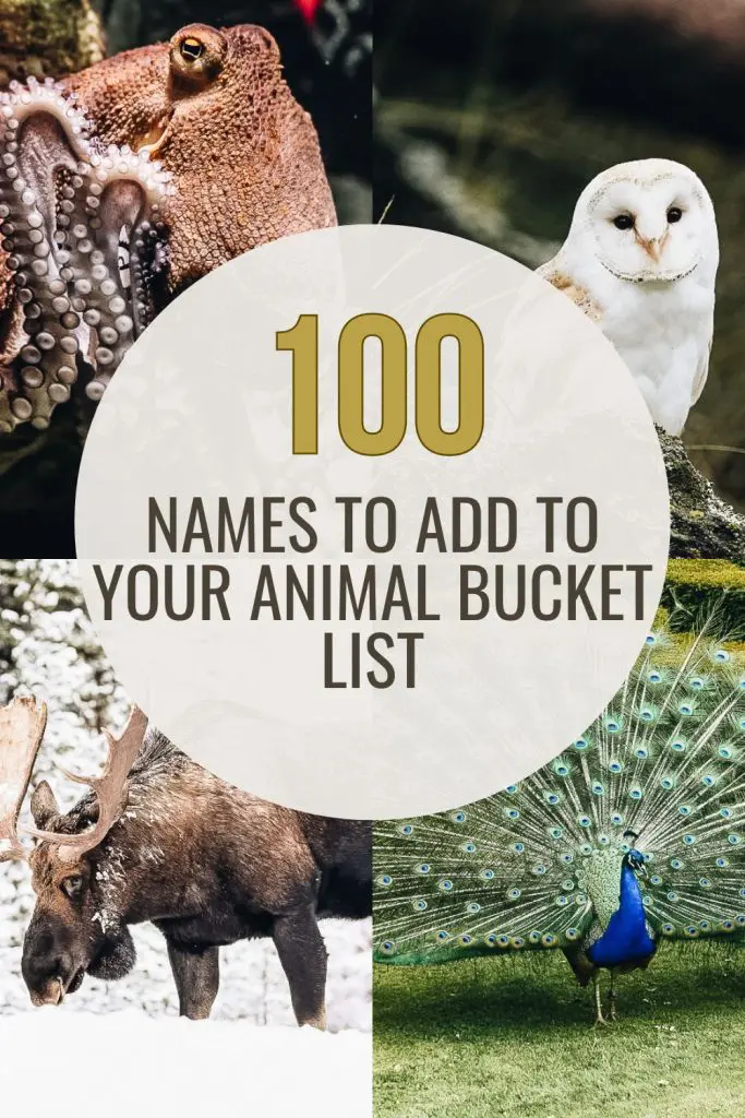 105 Random Animal List: Names of Top Ones to See & Learn About