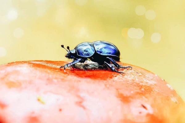 Edible Bugs Bucket List: 25 Insects People Eat Around the World