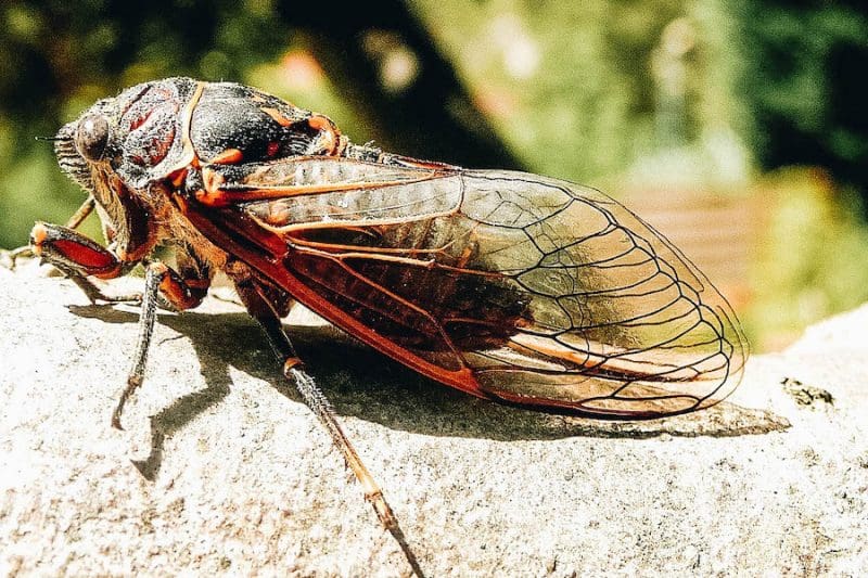 Edible Bugs Bucket List: 25 Insects People Eat Around the World
