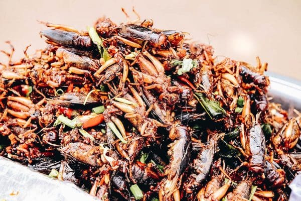 Edible Bugs Bucket List: 25 Insects People Eat Around the World