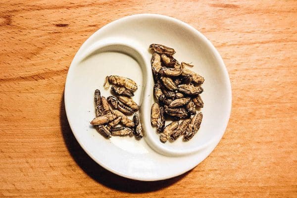 Edible Bugs Bucket List: 25 Insects People Eat Around the World