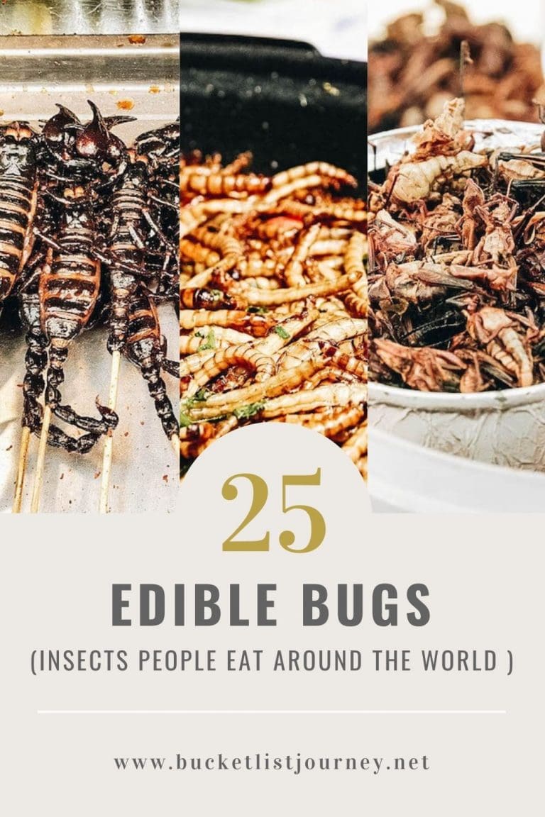 Edible Bugs Bucket List: 25 Insects People Eat Around the World