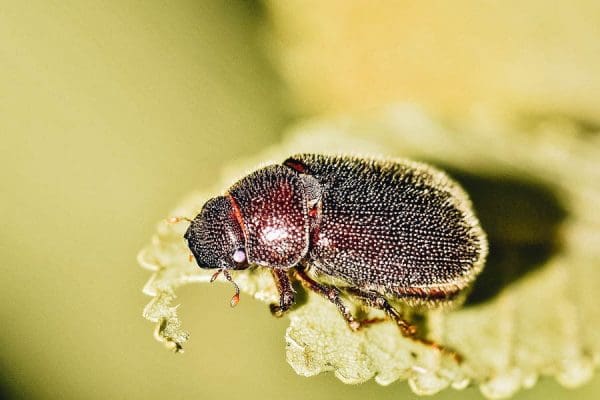 Edible Bugs Bucket List: 25 Insects People Eat Around the World