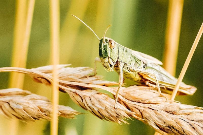 Edible Bugs Bucket List: 25 Insects People Eat Around the World