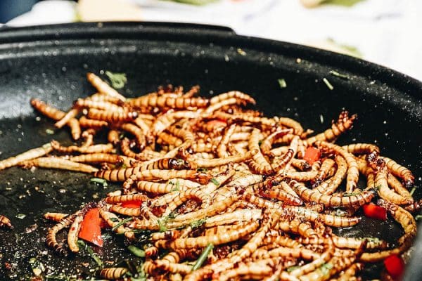 Edible Bugs Bucket List: 25 Insects People Eat Around the World