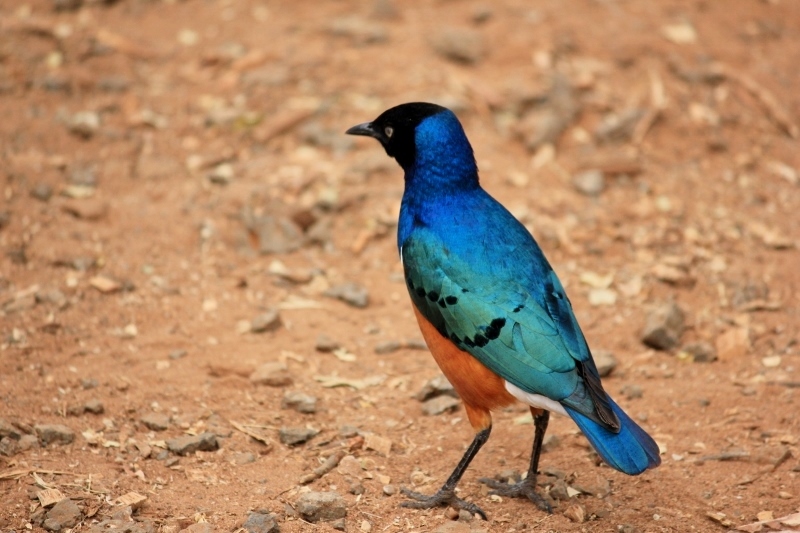 Go on an African Safari in Tanzania