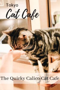 Tokyo Cat Cafe Bucket List: 5 Best Ones to Visit