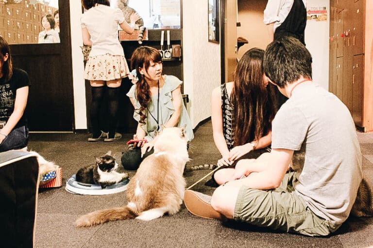 Tokyo Cat Cafe Bucket List: 5 Best Ones to Visit