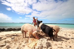Pig Beach: The Bahama's Swimming Pigs of Exuma Island