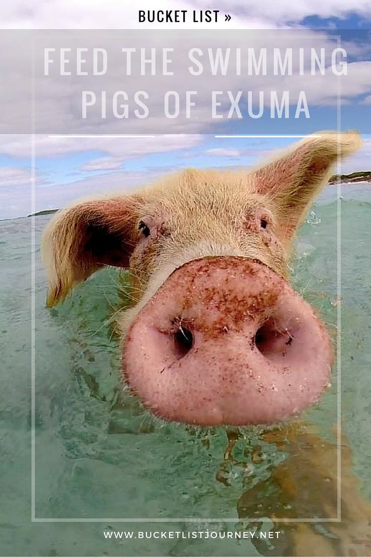 Pig Beach: The Bahama's Swimming Pigs of Exuma Island