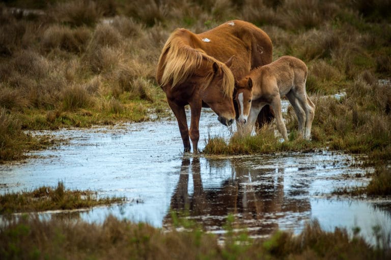 Eastern Shore of Virginia Bucket List: 12 Outdoorsy Things to Do