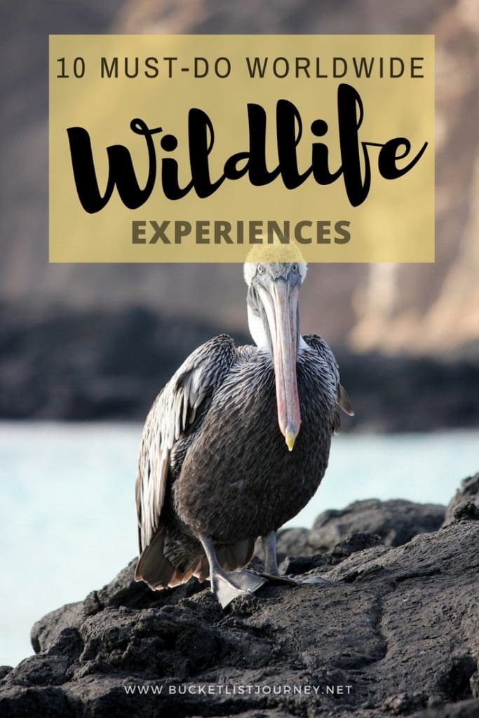 Animal Encounters: 10 Best Wildlife Experiences Around the World