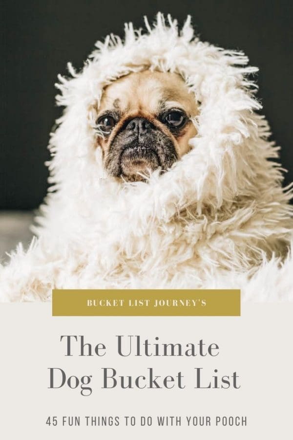 Dog Bucket List: 45 Fun Things to Do With Doggie to Make Him Happy