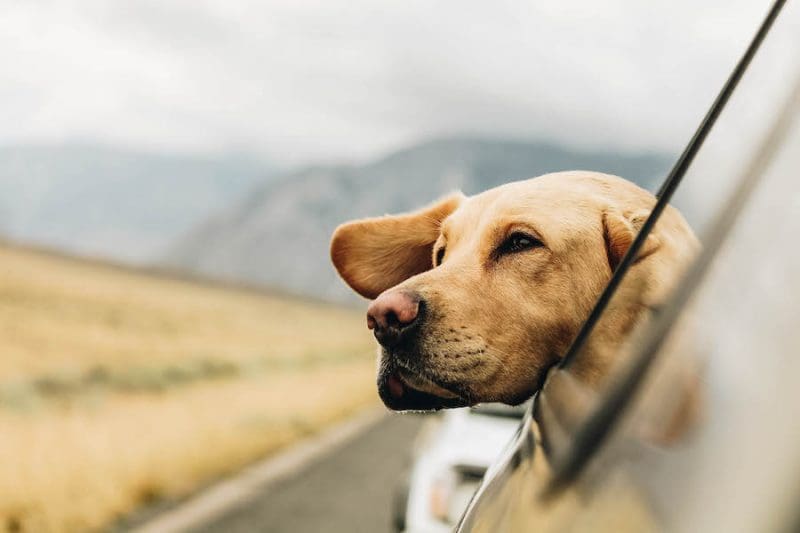 Dog Bucket List: 57 Fun Things to Do & Happy Activities