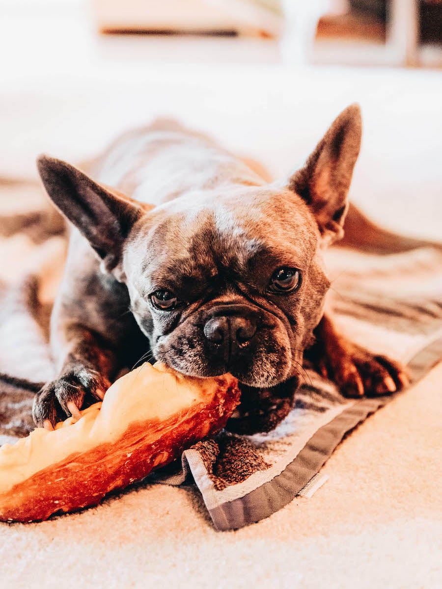 Dog Bucket List: 57 Fun Things to Do & Happy Activities