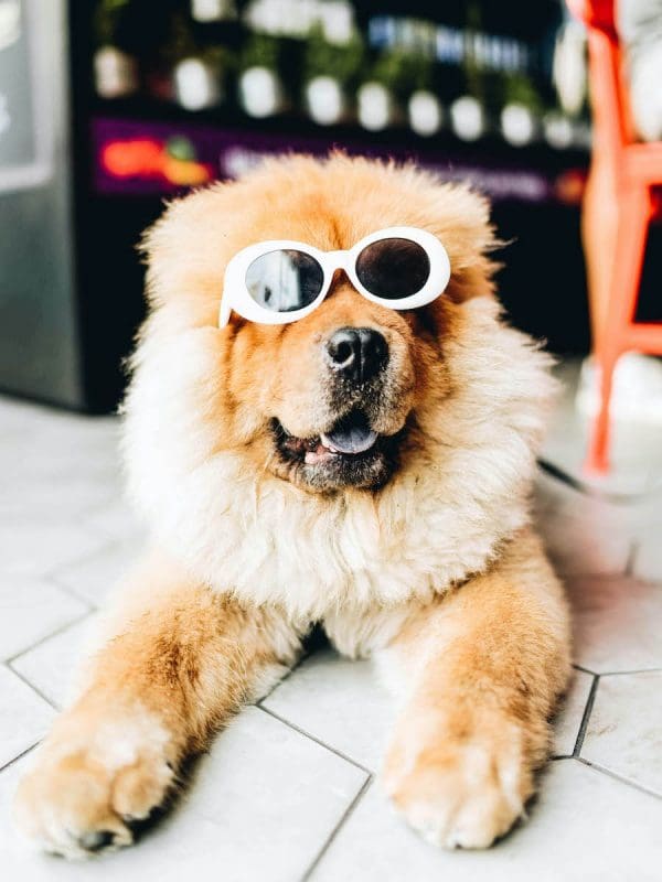 Dog Bucket List: 45 Fun Things to Do With Doggie to Make Him Happy
