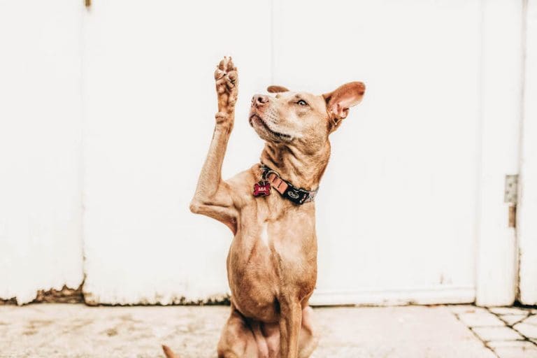 Dog Bucket List: 45 Fun Things to Do With Doggie to Make Him Happy