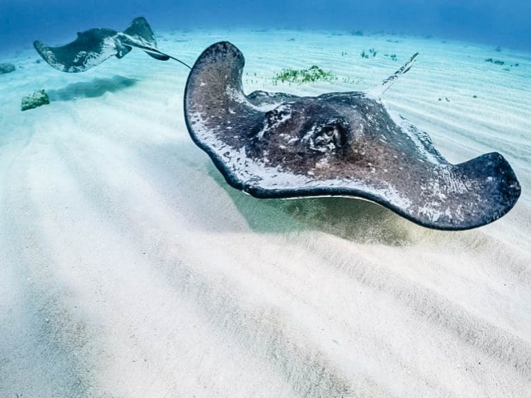 Stingray City Tour: Swimming with Stingrays in Grand Cayman