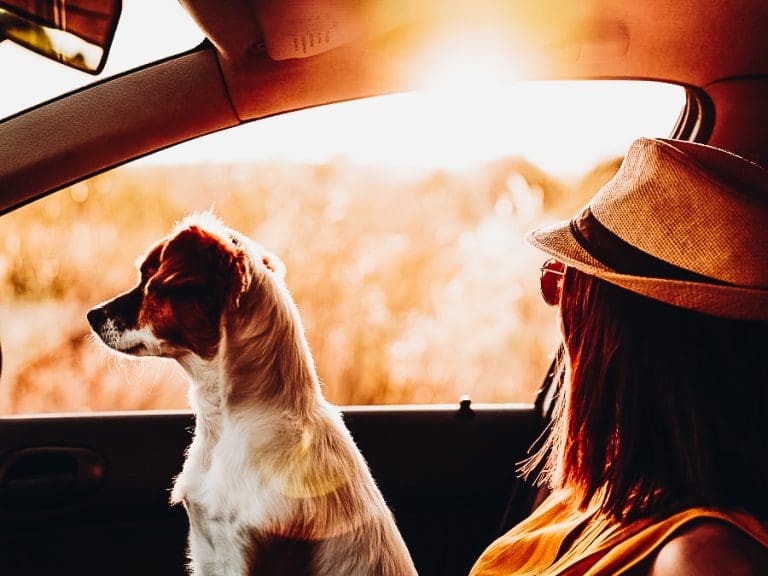 Dog Bucket List: 57 Fun Things to Do & Happy Activities