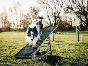 Dog Bucket List: 57 Fun Things to Do & Happy Activities