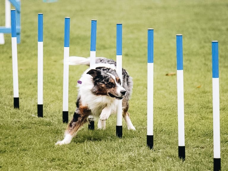 Dog Bucket List: 57 Fun Things to Do & Happy Activities