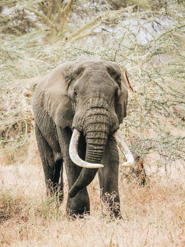 The African Big Five: The Top 5 Animals to Spot on Safari