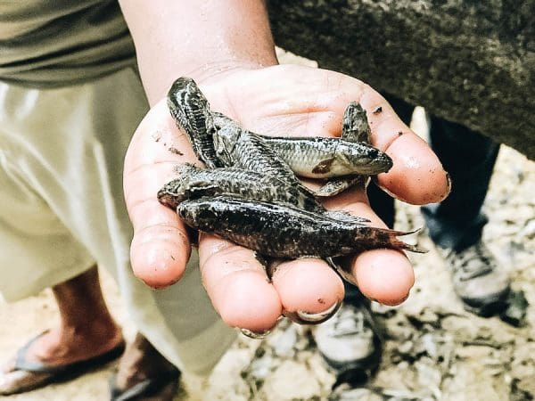 A Guide to Piranha Fishing (& Eating) in the South American Rainforest