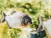 A Guide to Piranha Fishing (& Eating) in the South American Rainforest