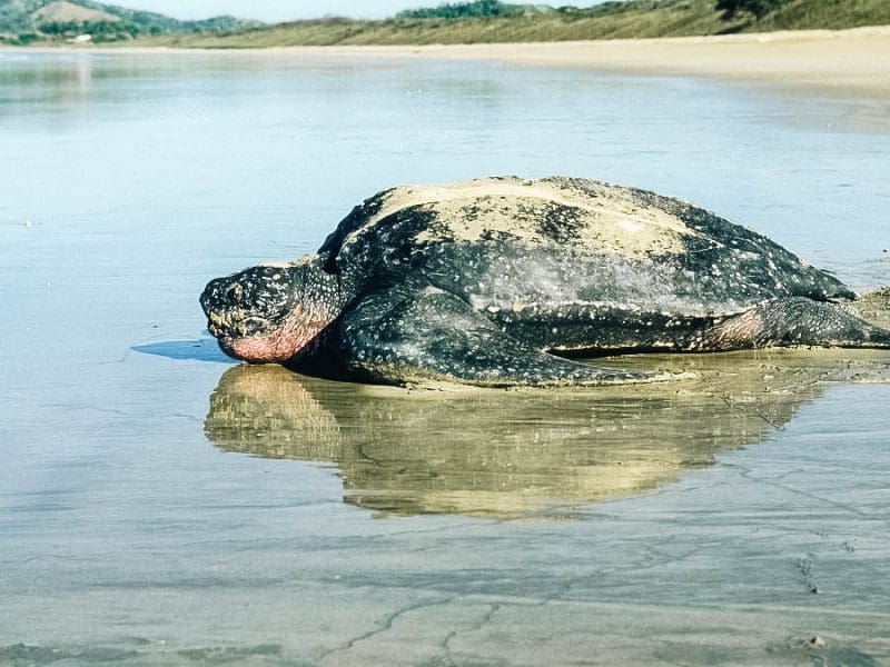 Ultimate Guyana Bucket List: 12 Places to Visit