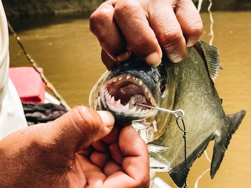 A Guide to Piranha Fishing (& Eating) in the South American Rainforest