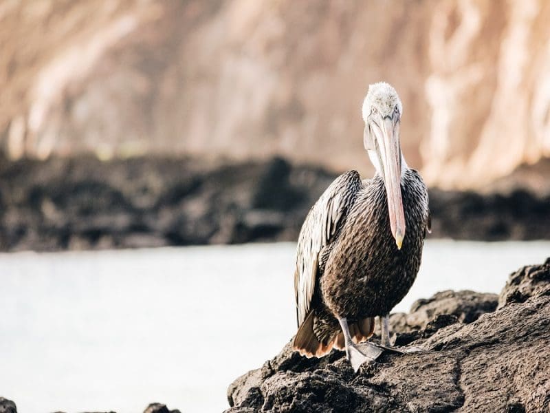 Galapagos Islands Animal Bucket List: 40 Wildlife to Spot