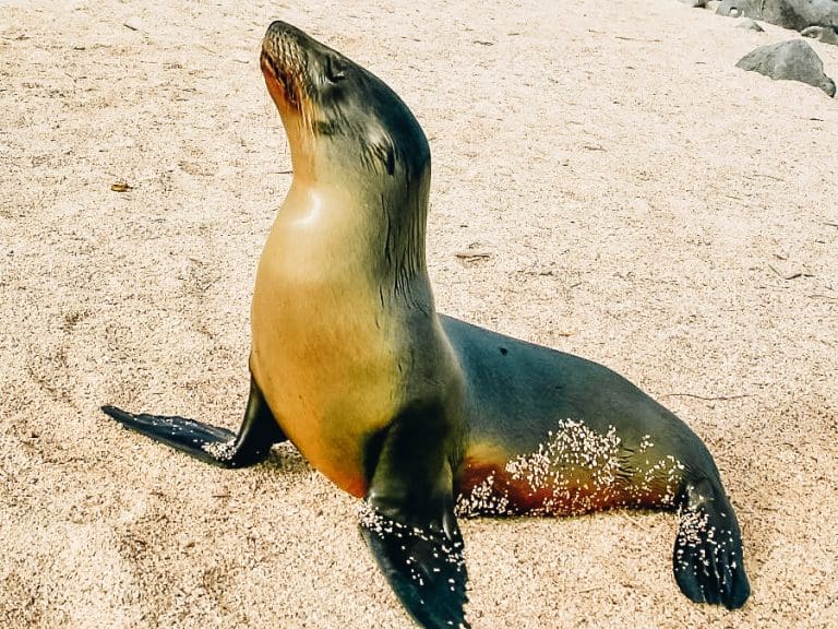 Galapagos Islands Animal Bucket List: 40 Wildlife to Spot