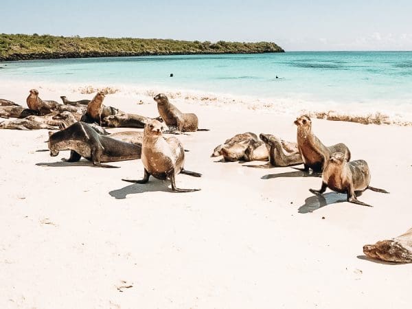 Galapagos Islands Animal Bucket List: 40 Wildlife to Spot