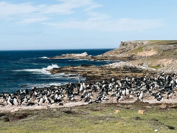 Falkland Islands Bucket List: 25 Things to Do When You Visit