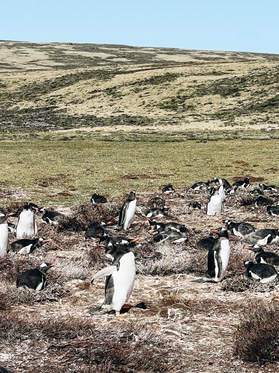 Falkland Islands Bucket List: 25 Things to Do When You Visit