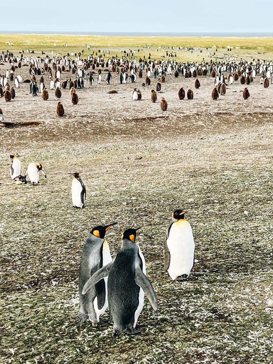 Falkland Islands Bucket List: 25 Things to Do When You Visit