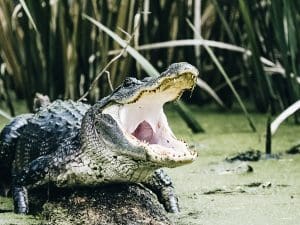 105 Random Animal List: Names of Top Ones to See & Learn About