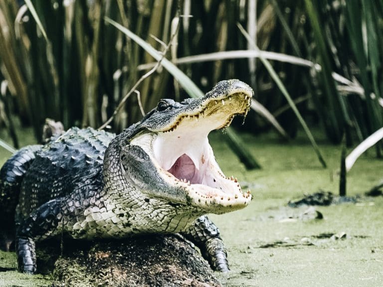 105 Random Animal List: Names of Top Ones to See & Learn About