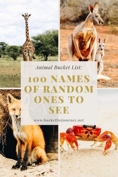 105 Random Animal List: Names of Top Ones to See & Learn About