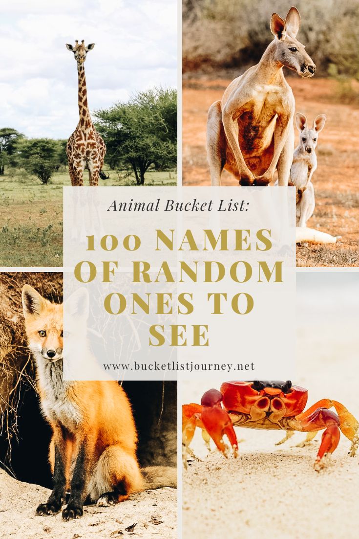 105 Random Animal List: Names of Top Ones to See & Learn About