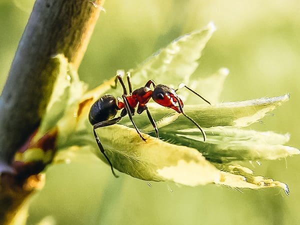 105 Random Animal List: Names of Top Ones to See & Learn About