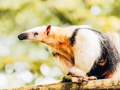 105 Random Animal List: Names of Top Ones to See & Learn About