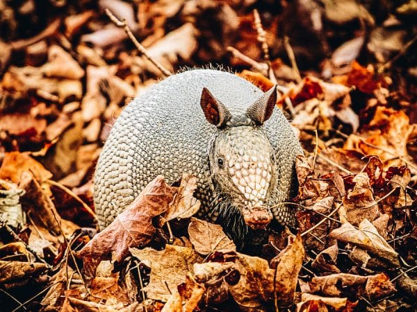 105 Random Animal List: Names of Top Ones to See & Learn About