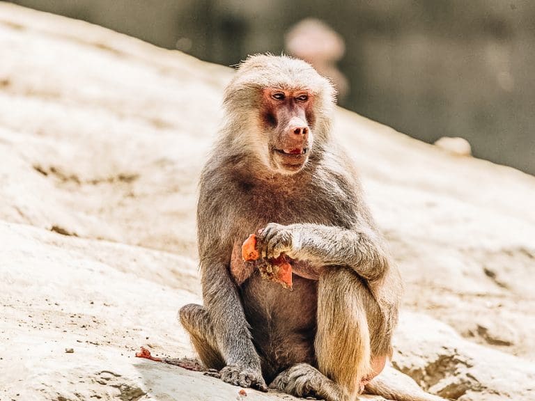 105 Random Animal List: Names of Top Ones to See & Learn About