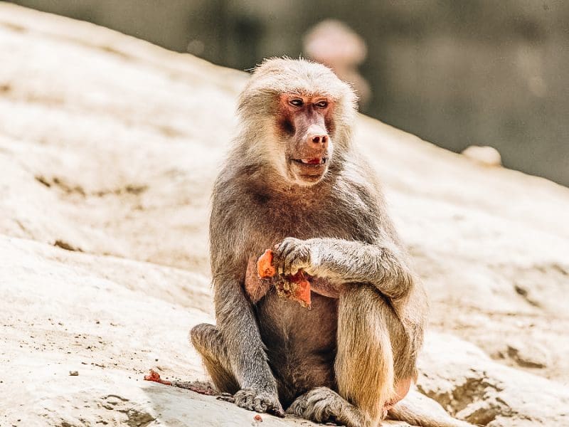 105 Random Animal List: Names of Top Ones to See & Learn About