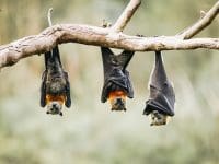 105 Random Animal List: Names of Top Ones to See & Learn About