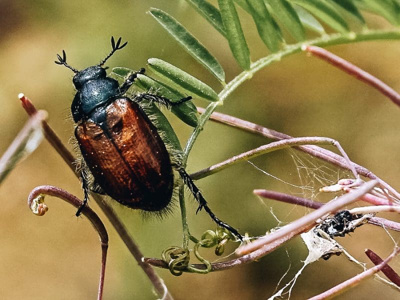 105 Random Animal List: Names of Top Ones to See & Learn About