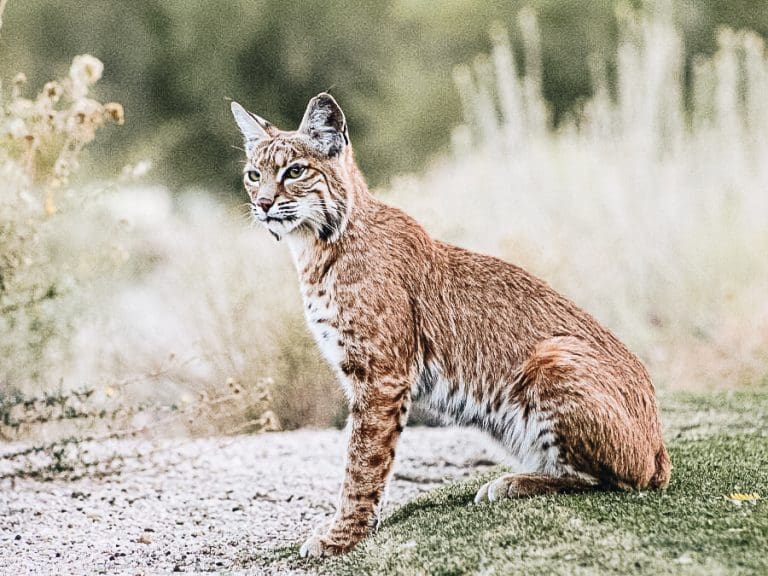 105 Random Animal List: Names of Top Ones to See & Learn About