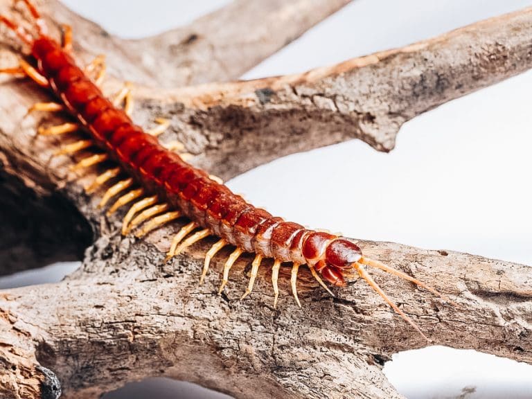 105 Random Animal List: Names of Top Ones to See & Learn About